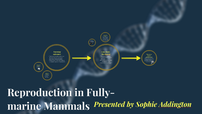 Reproduction in Fully-marine Mammals by Sophie Addington on Prezi