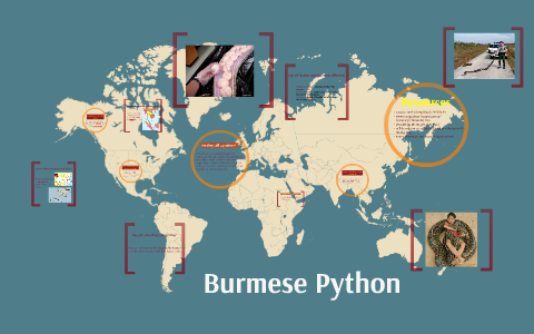 Burmese Python by brooke rogoza on Prezi