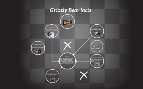 Grizzly Bear facts by Michi Tanimoto