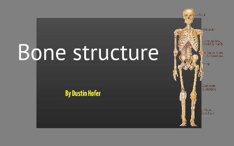 bone structure by Dustin Hofer on Prezi