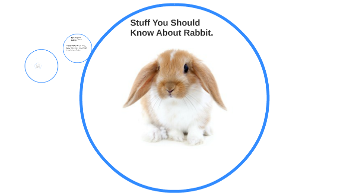 Rabbit facts by Kenneth Moy on Prezi