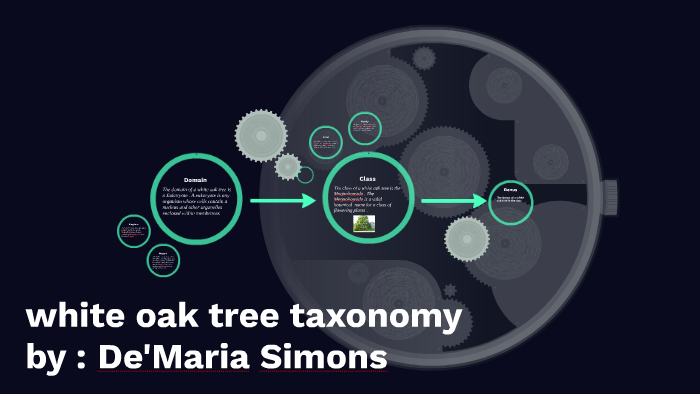 white oak tree taxonomy by Demaria Simons on Prezi