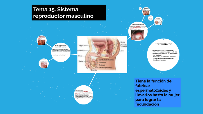 Tema 15. Sistema reproductor masculino by idalia diaz