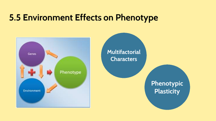 5 5 Environment Effects On Phenotype By Kimberly Christian On Prezi