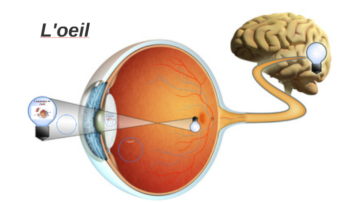Les differentes types de cellules de la retine by NohaCaline ...