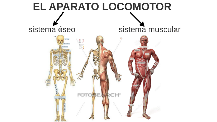 Sistema Locomotor