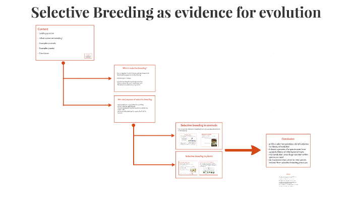 Selective Breeding as evidence for evolution by Helene Franzis on Prezi