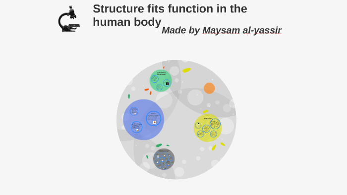 Structure fits function in the human body by maysam Al-yassiri on Prezi