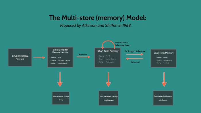 The Multi-store (memory) Model. by Jasmine Betteridge on Prezi