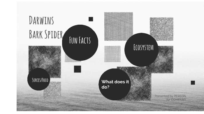 Darwin Bark Spider by Kaelyn Patterson on Prezi