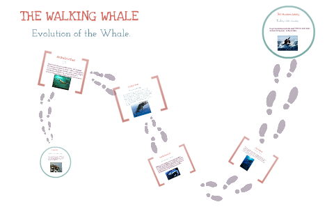 Whale Timeline by justin diaz on Prezi