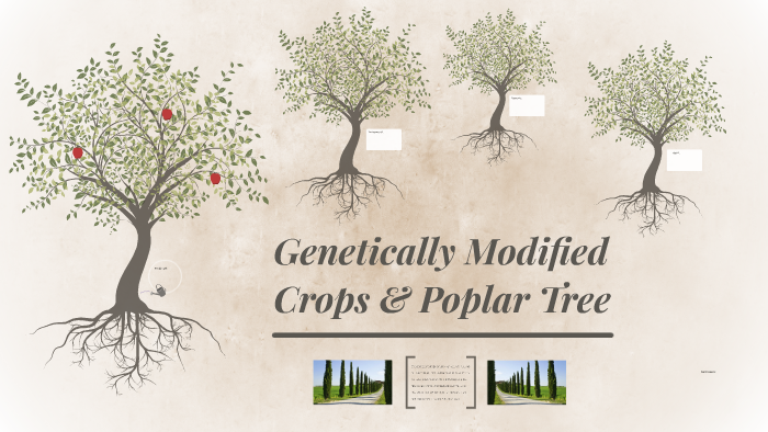 Genetically Modified Poplar Tree by Johnny Phengsomphane on Prezi