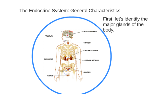 The Endocrine System: General Characteristics by on Prezi