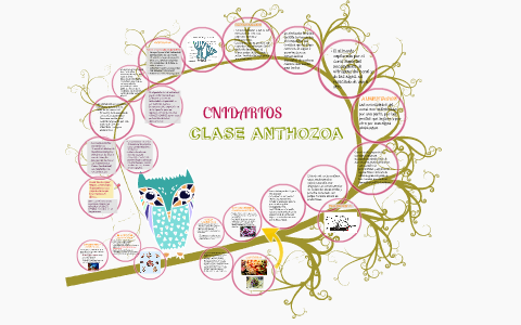 CNIDARIOS by kenia gamboa on Prezi