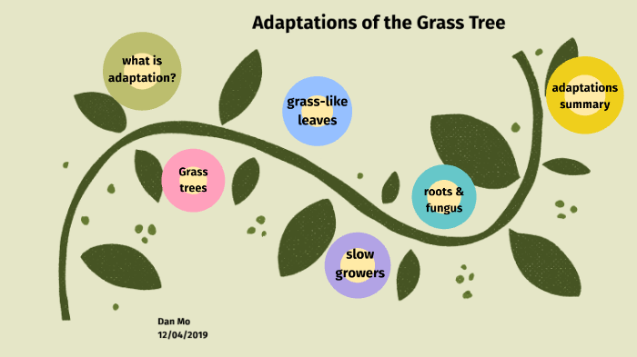 Adaptations of Grass Trees by Dan Mo on Prezi