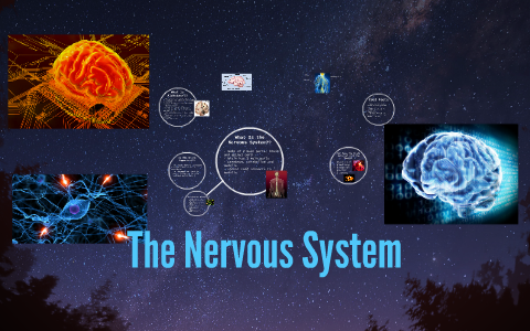 The Nervous System by Trollface Joemama on Prezi