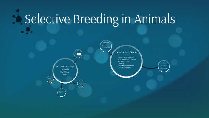 Selective Breeding in Animals by Ally Witham on Prezi