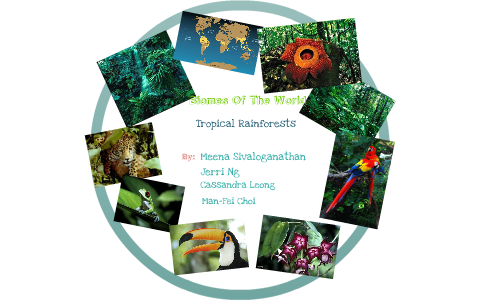 Biomes of the World: Tropical Rainforests by Cassandra Leong on Prezi