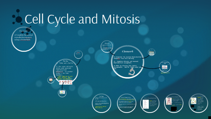 Cell Cycle, Mitosis, Asexual Reproduction by John Diehl on Prezi