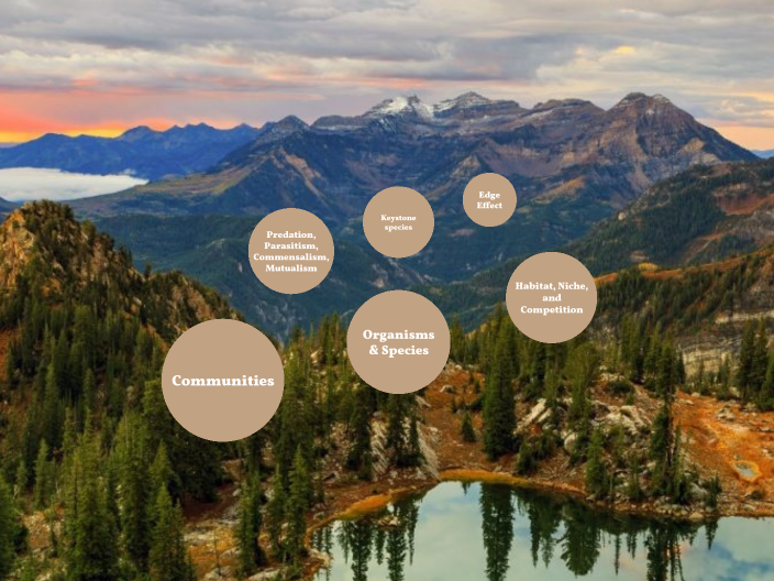 Ecosystem Presentation by Tyler Russell on Prezi