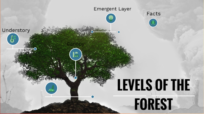 Levels Of The Forest by Abdur Mohamed Ikram on Prezi