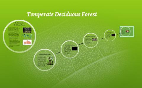 Temperate Deciduous Forest by Corey Tyndal on Prezi