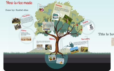 How rice is made? by Rachel Chua on Prezi
