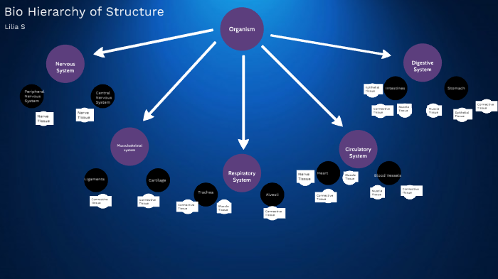 Bio Hierarchy of Structure by Lilia Skumatova on Prezi