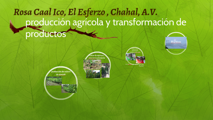 Rosa Caal Ico, El Esferzo , Chahal, A.V. by Elder Merida on Prezi