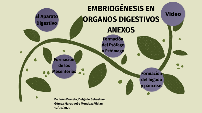 EMBRIOGÉNESIS EN ÓRGANOS DIGESTIVOS ANEXOS by Dianela De León on Prezi