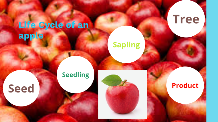 life cycle of an apple by Helena Han on Prezi