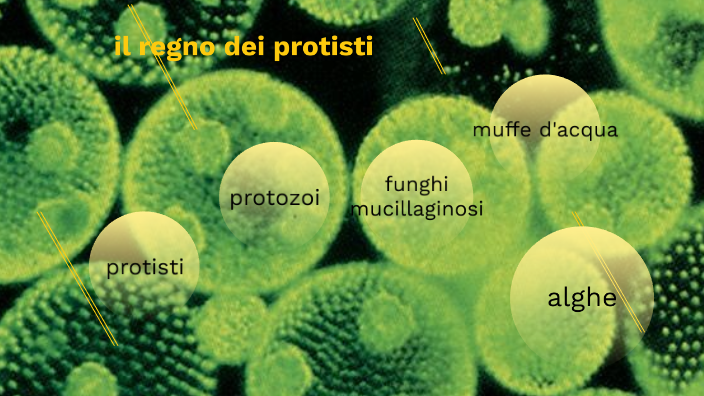 i protisti by paolo balduzzi on Prezi