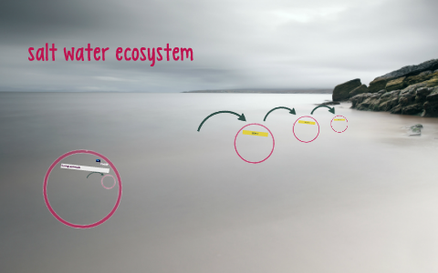 salt water ecosystem by Skyelar Blaylock on Prezi