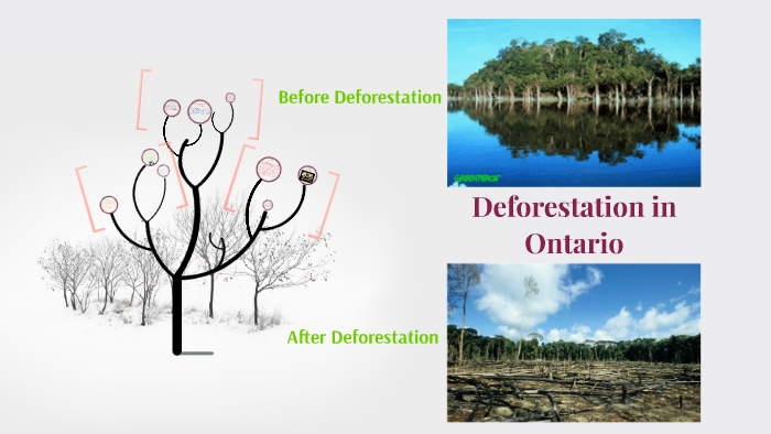 Deforestation in Ontario by Vivian Cheung on Prezi