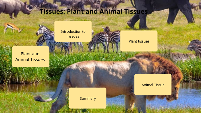 9: Tissues: Plant and Animal Tissues by dhanashree pai on Prezi