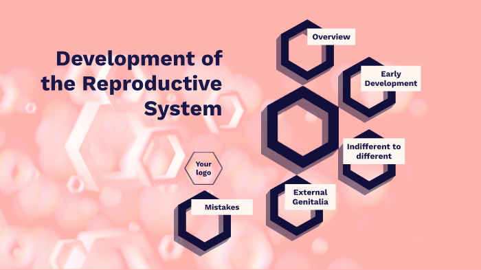 Development of the Reproductive System by Vanessa Di Palma on Prezi