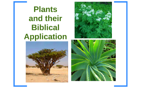 Myrrh uses in the Bible by Joel Conrad on Prezi