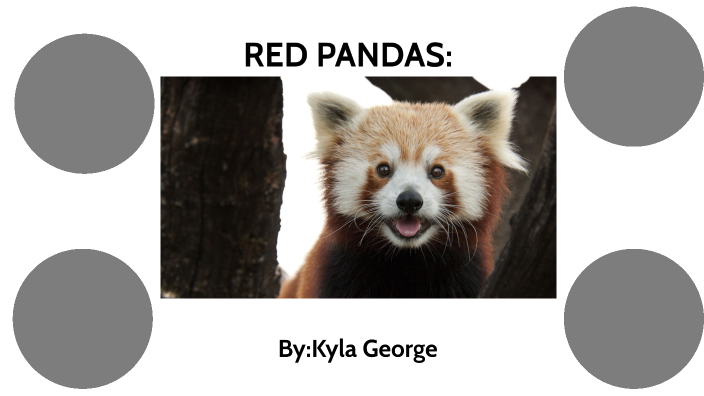 Red Panda by Kyla George on Prezi