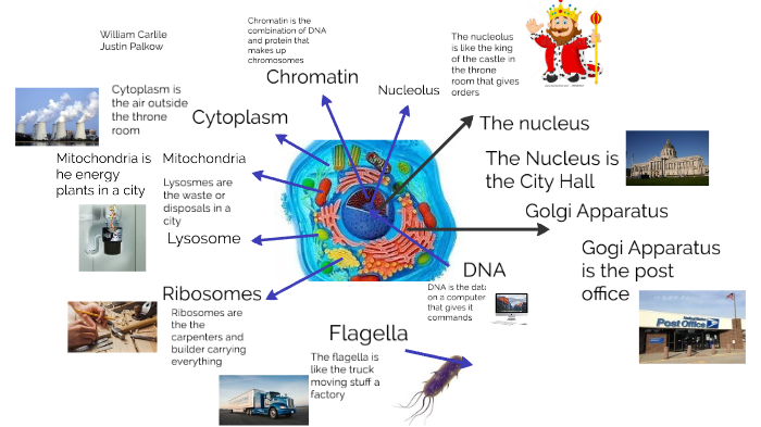 Cell Analogies by William Carlile on Prezi