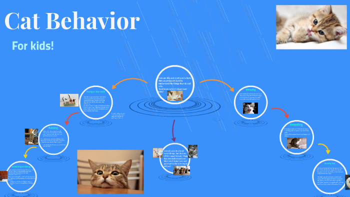 Cat Behavior by Raven Green