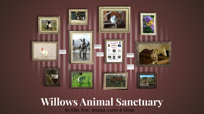 willows animal sanctuary by Eve Pennington on Prezi
