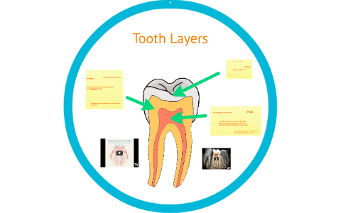 Tooth layers by Jamie Stine on Prezi
