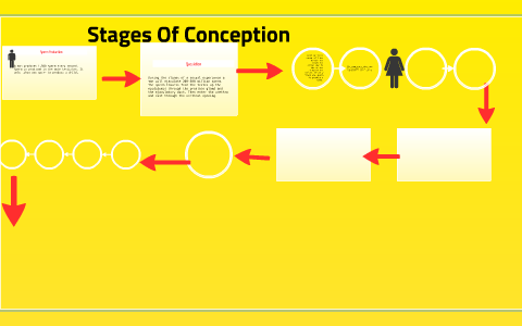 Stages Of Conception by Liam Patton on Prezi