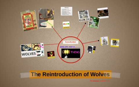 The Reintroduction of Wolves by Emma McArthur on Prezi