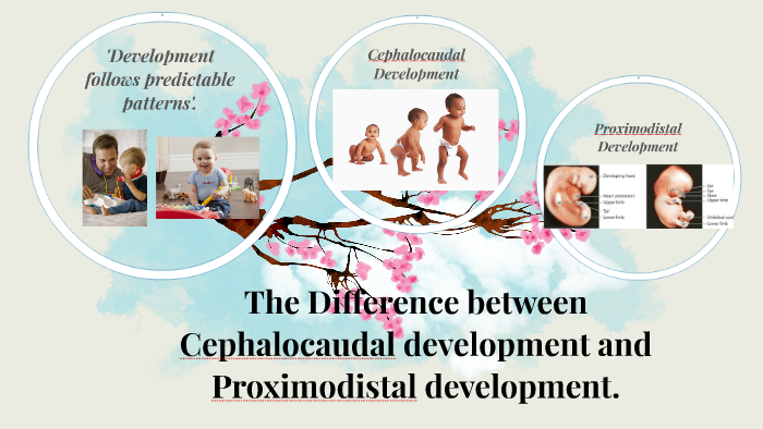 Cephalocaudal Development and Proximodistal Developement by Dana ...