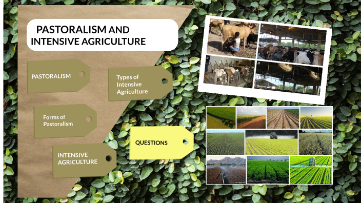 PASTORALISM AND INTENSIVE AGRICULTURE by Ferrilyn Oadan on Prezi