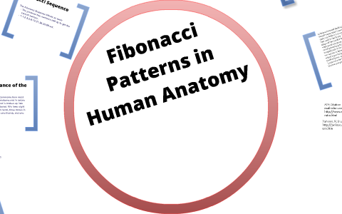 Fibonacci Patterns in Human Anatomy by Jesse Smallwood on Prezi