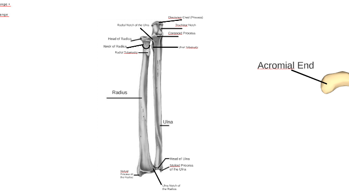Skeletal System: Radius, Ulna, Scapula, Clavicle, Hand, and Humerous by ...