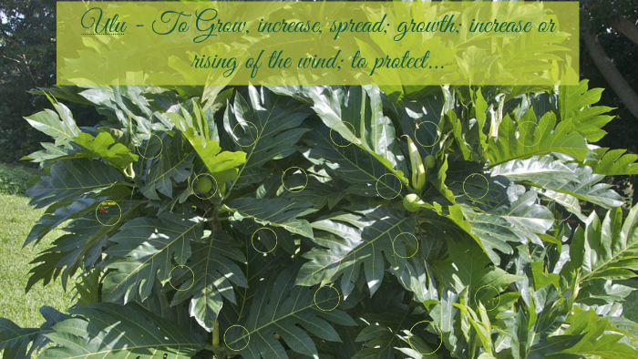 Ulu - To Grow, increase, spread; growth; increase or rising by Adam ...