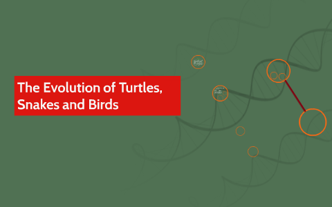 The Evolution of Turtles, Snakes and Birds by Jason Hale